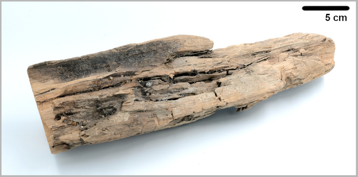 The origin of EMMA-Paleo collection – Herbario EMMA